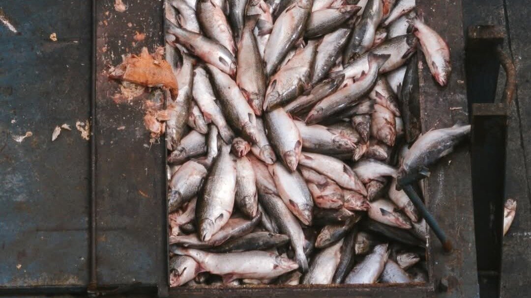 Petition update · The salmon industry has just suffered the biggest die ...