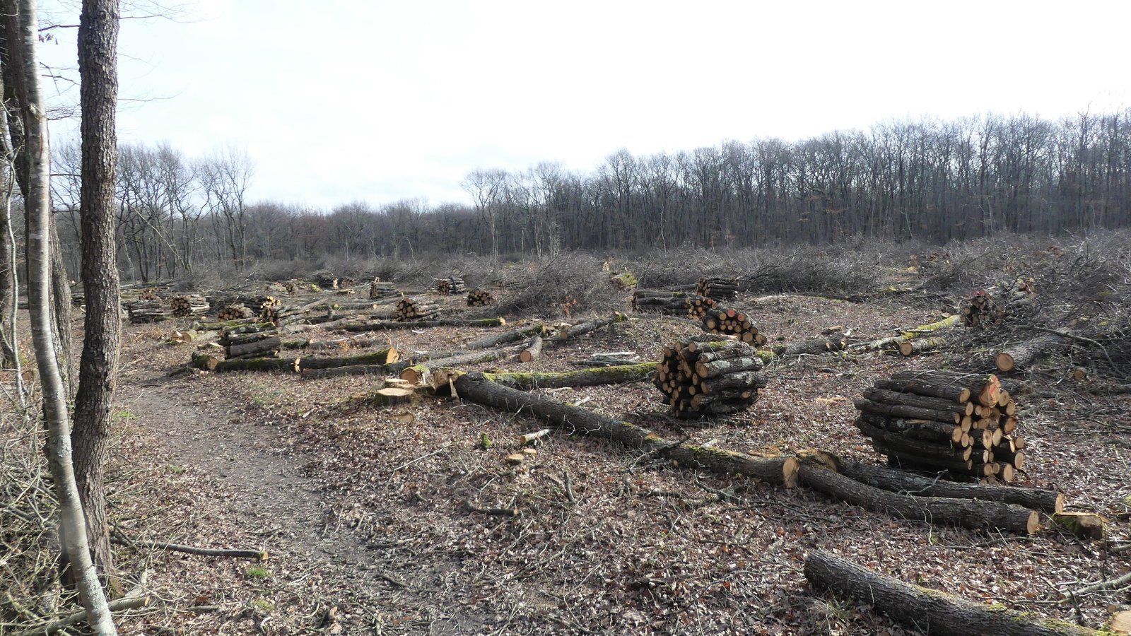 Pétition · NON au déboisement dans la Forêt de Bouconne ! - France ...