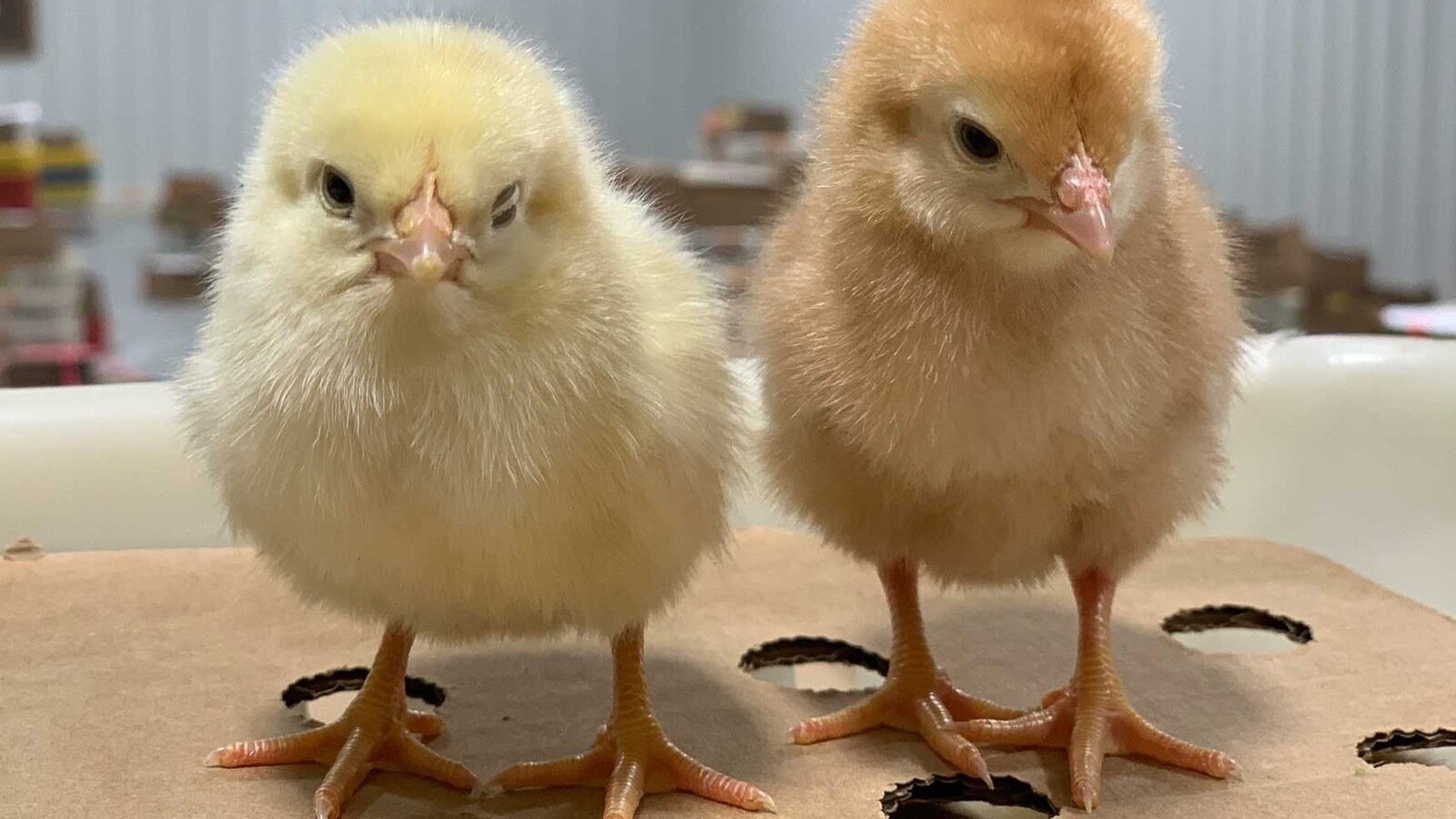 Petition · Persuade Parents to Allow Me to Own a Chicken - United ...