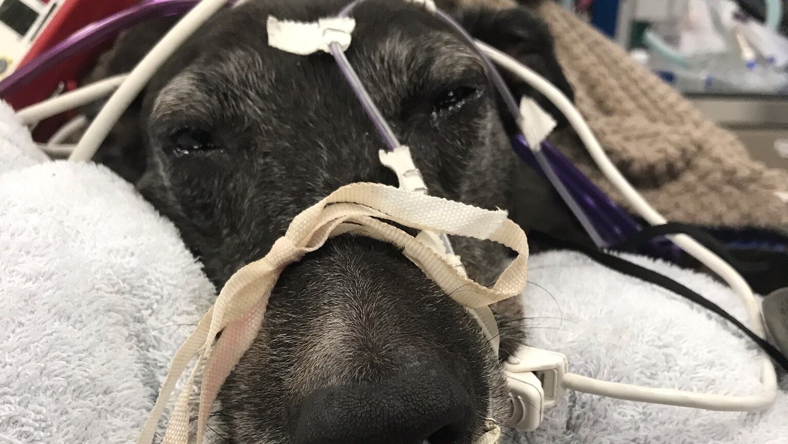 Petition · Ban the 1080 Bait! In memory of Elsa - Australia · Change.org