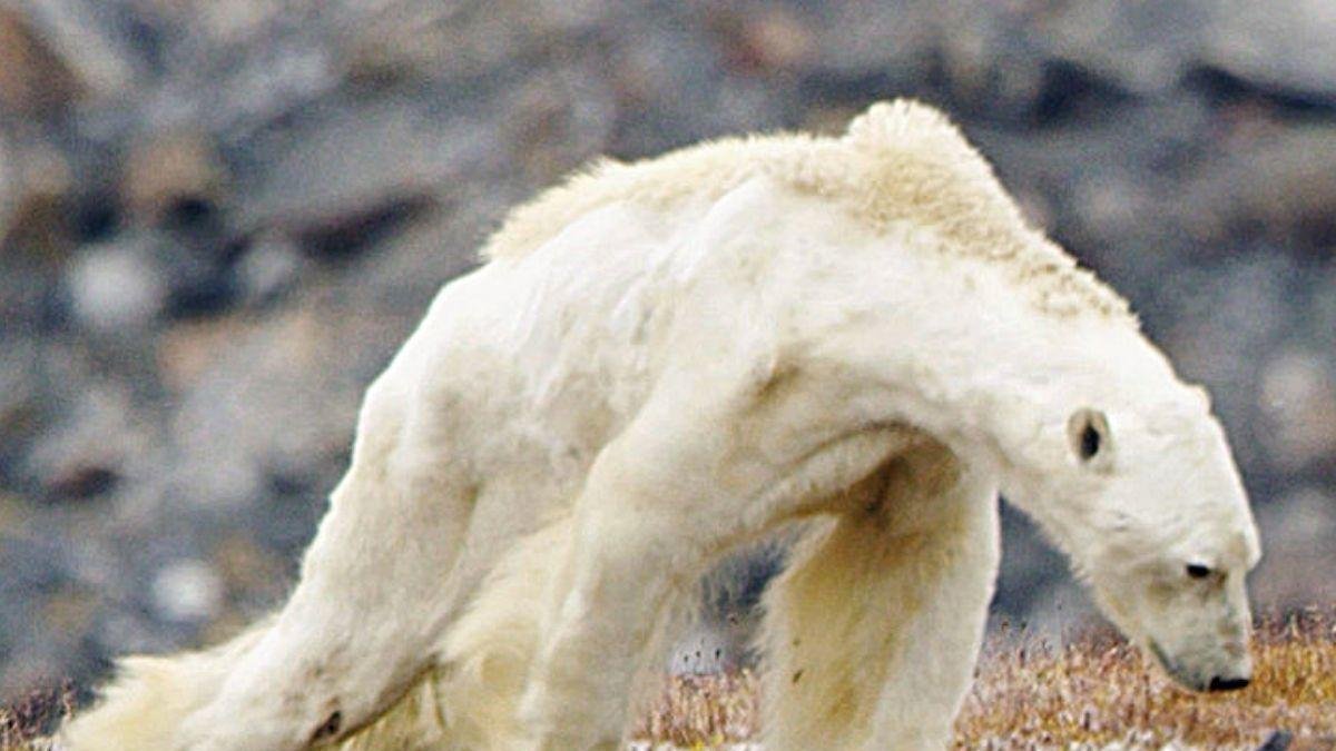 Petition · Help Save The Arctic!!! · Change.org