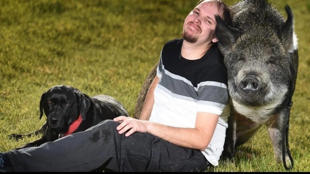 Petition · Bring back Grunt the pig! - Australia · Change.org