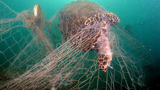 Petition · Make the Queensland Shark Control Program transparent by ...