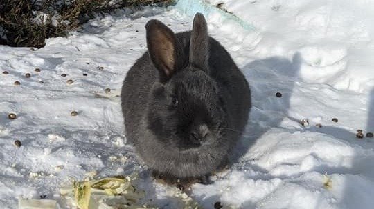 Petition · Calgary's Feral Rabbits Need Your Voice! - Calgary, Canada ...