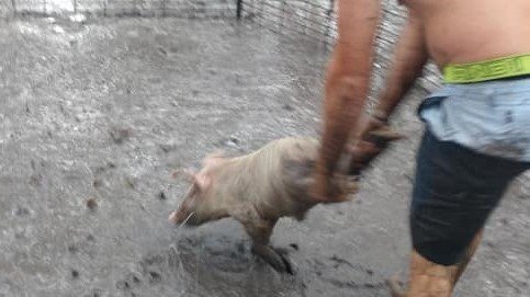 Petition · Stop inhumane treatment of pigs at Yogi Bear's Jellystone ...