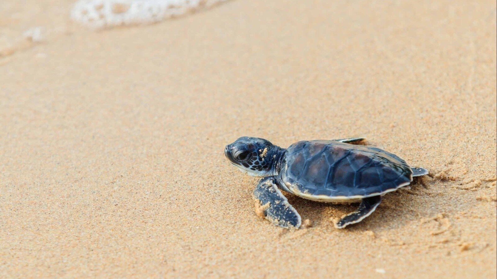 Petition · Rally Support for Our Turtle Conservation Community ...