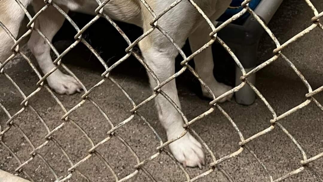 Petition · Demand a New, Improved Facility for the Taylor County Humane ...