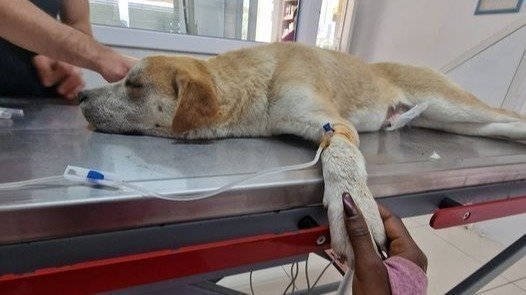 Petition · STOP THE POISON OF OUR PETS AND ANIMALS - United Kingdom ...