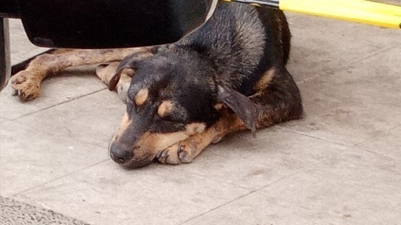 Petition · Feeding Program for Stray Dogs and Cats in Balanga City ...