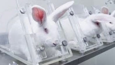 Petition · Stop Animal Testing - United States · Change.org