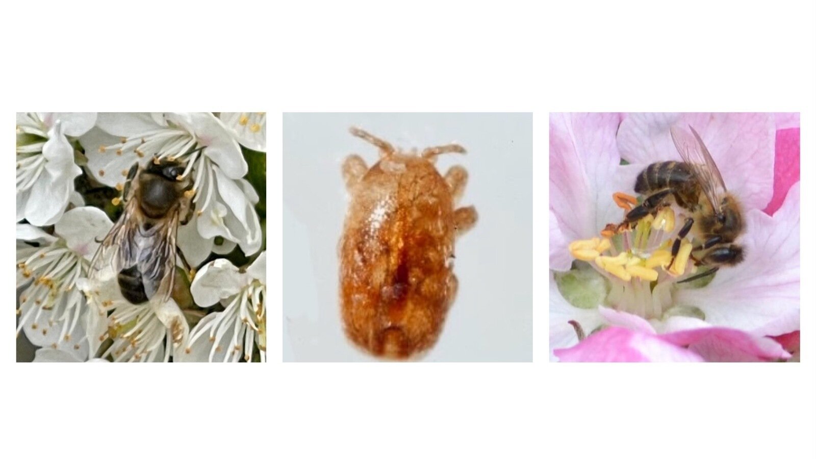 Petition · Save Ireland’s Bees Before It’s Too Late – Stop the ...