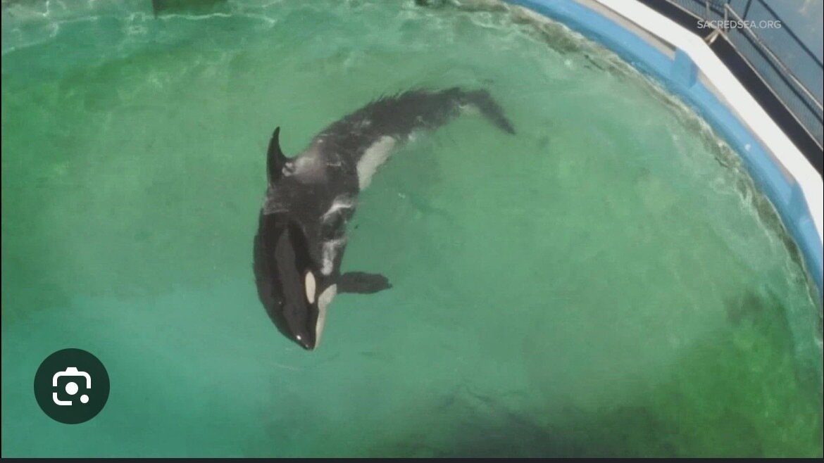 Petition · Boycott Sea World for Animal Abuse and Neglect - United ...