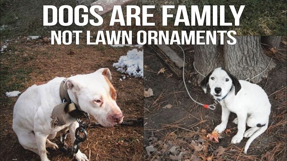 Petition · Enact an Anti-Tethering Law for Dogs in Merritt, B.C ...
