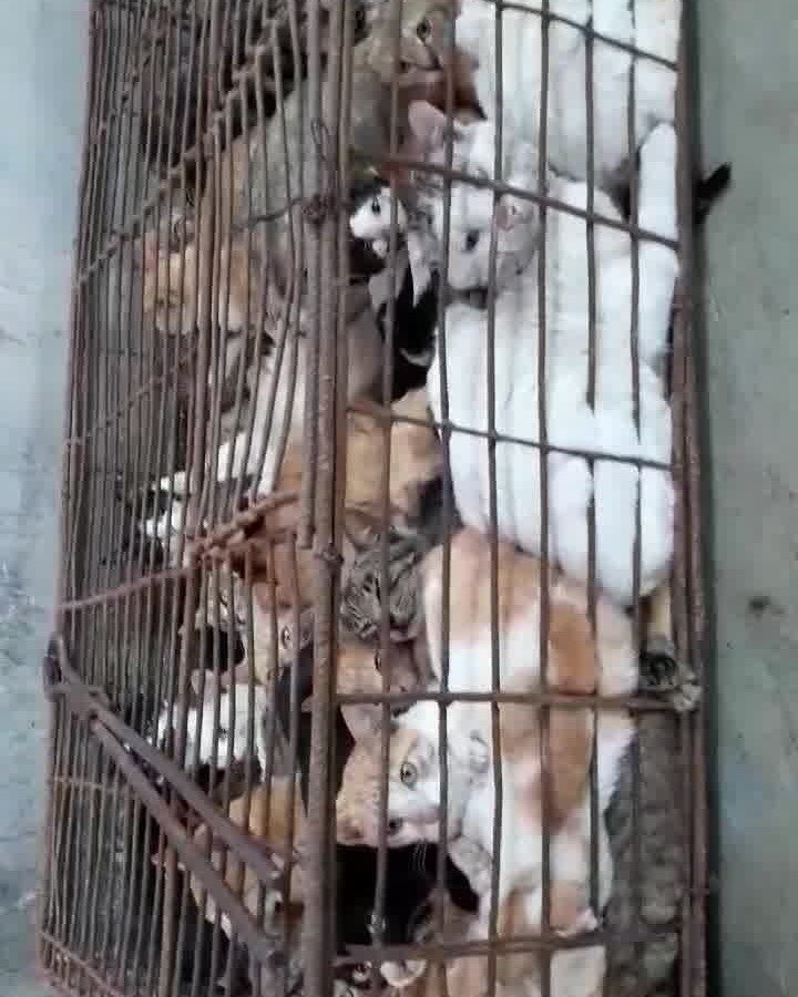 Petition · Stop the CAT MEAT TRADE in Vietnam - Vietnam · Change.org
