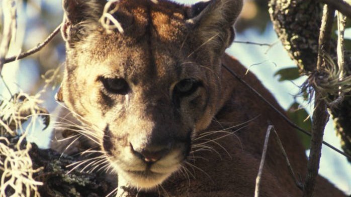 Petition · Save the Florida Panther from Extinction-Stop the Heartland ...