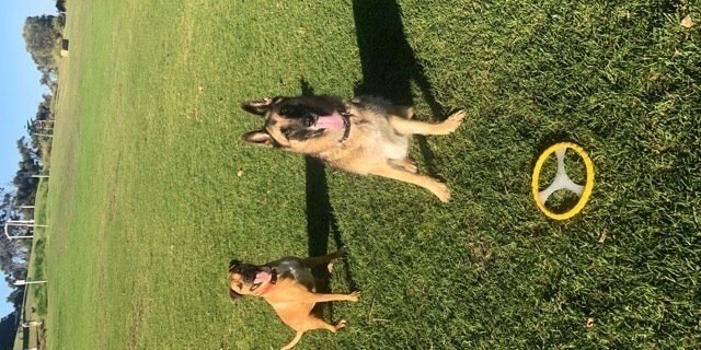 Petition · Save Terrigal Haven dog park - Terrigal, Australia · Change.org