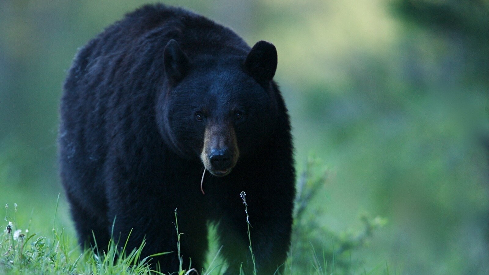 Petition update · FLORIDA BEAR UPDATE & CALLS TO ACTION! · Change.org ...