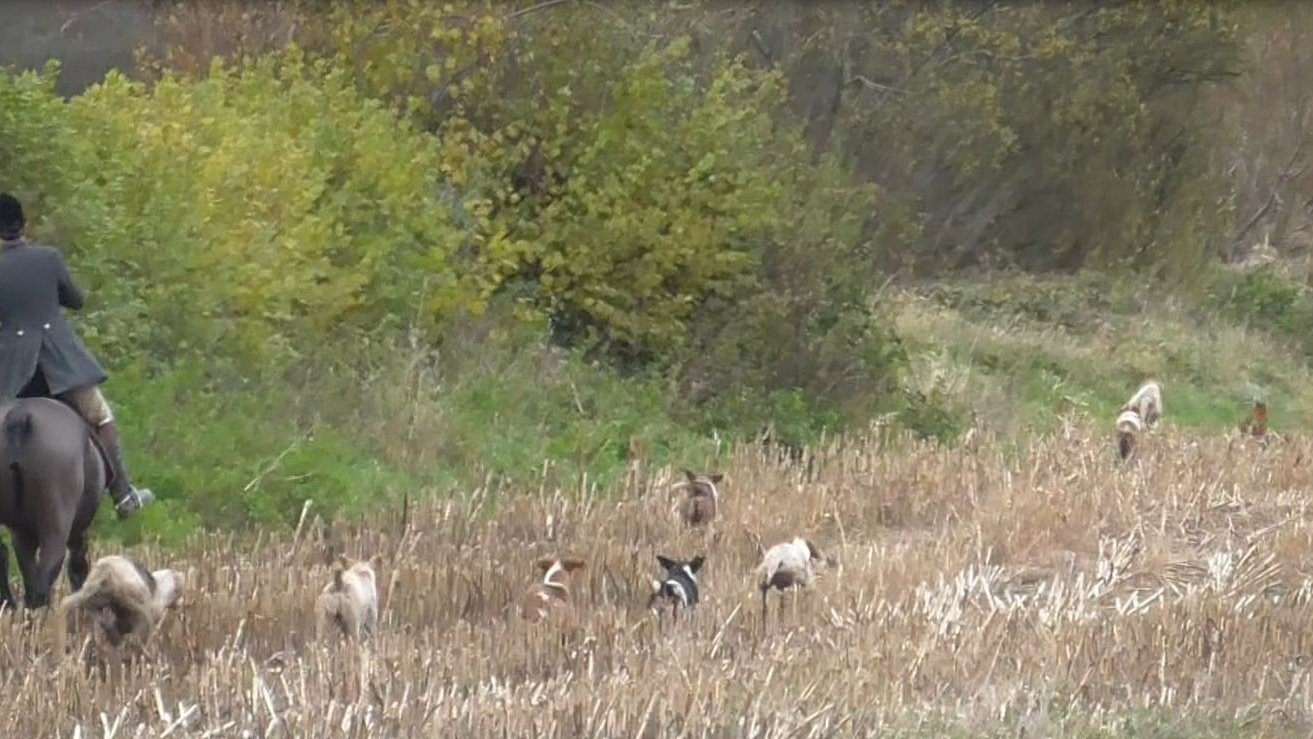 Petition · Prosecute the Portman Hunt - United Kingdom · Change.org