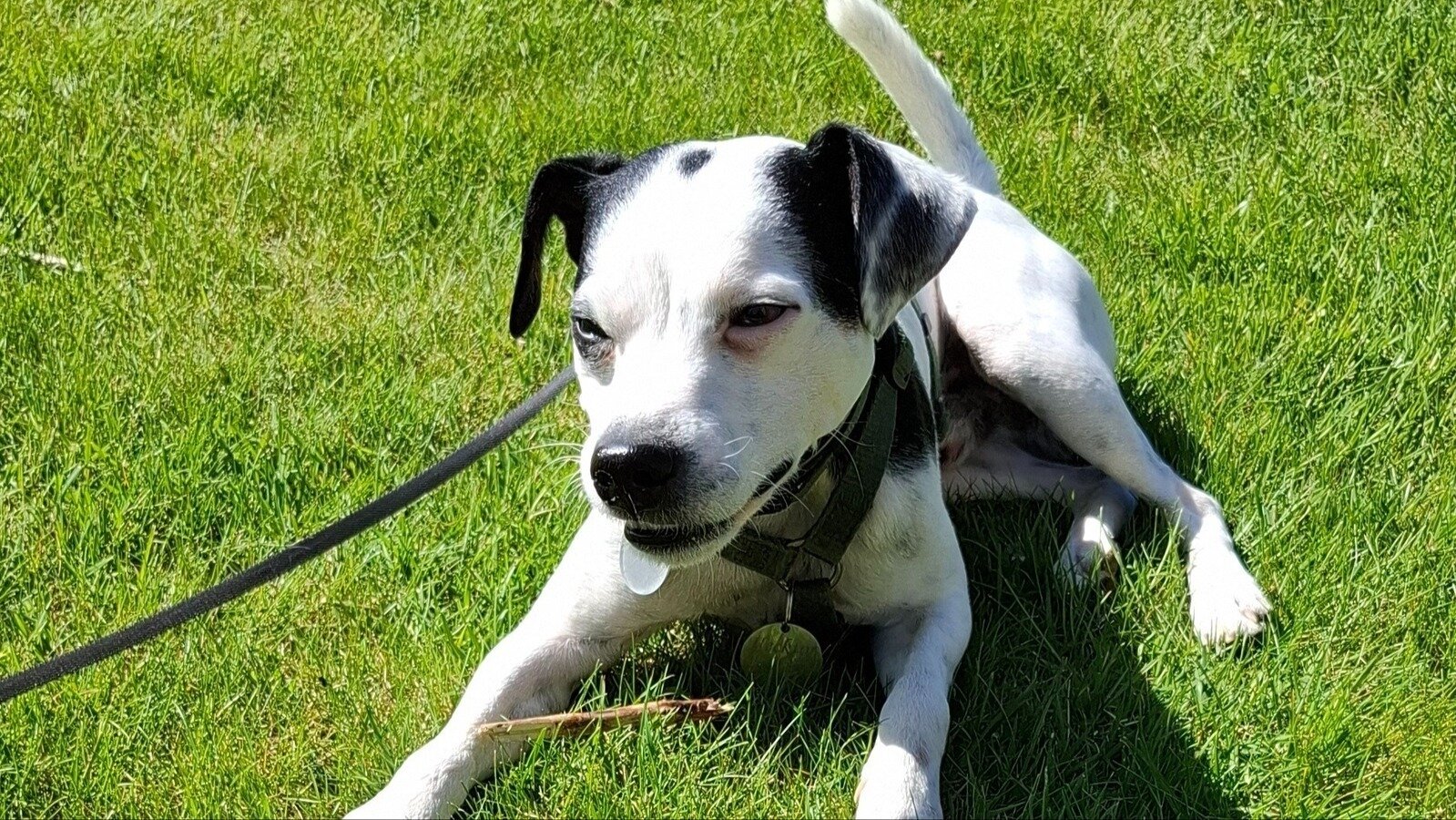 Petition · Hundewiese in Marktredwitz - Marktredwitz, Deutschland ...