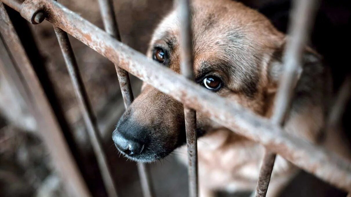 Petition · STOP Worldwide Animal Abuse NOW! - United States · Change.org