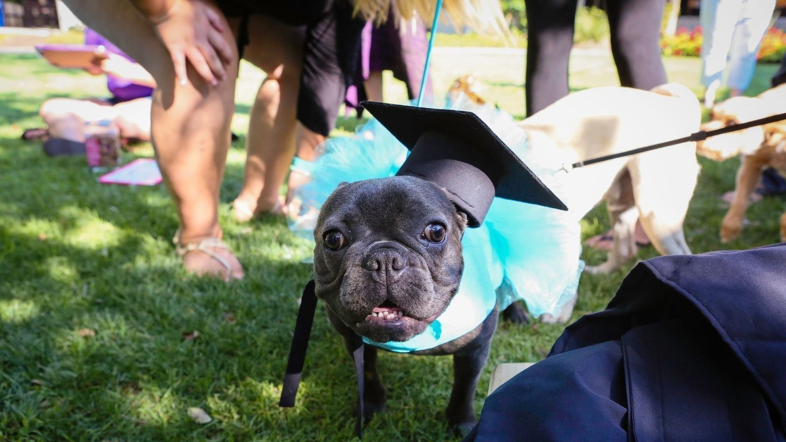 Petition · Dogs in Dorms - United States · Change.org