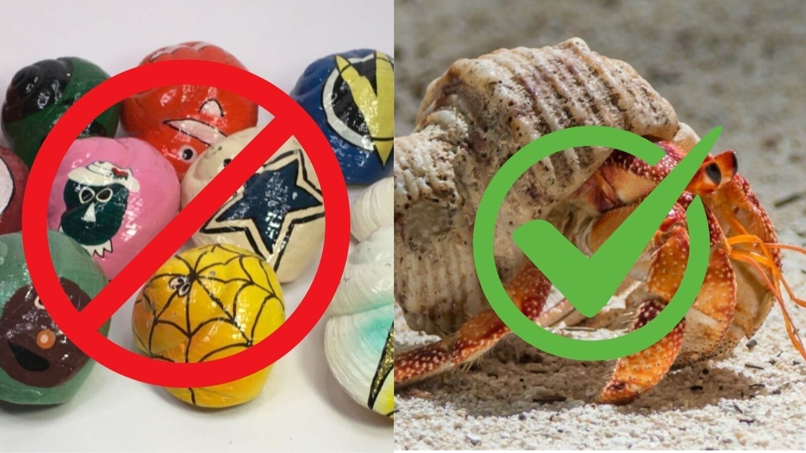 Petition · Demand Ocean City Council to Ban the Sale of Hermit Crabs in ...