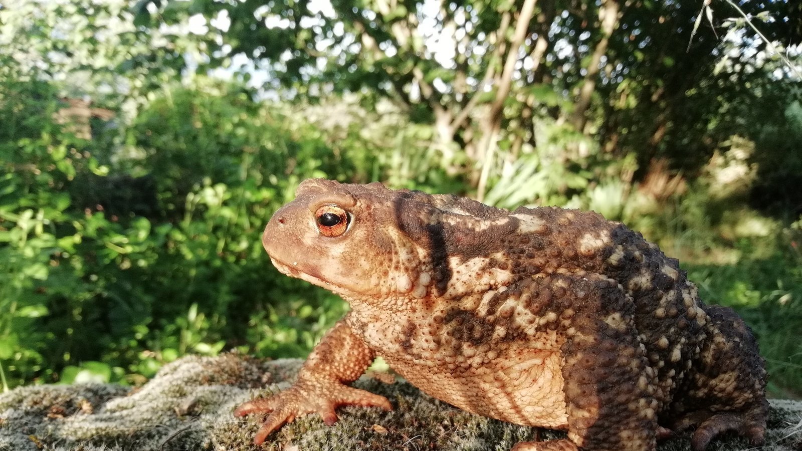 Petición · Buscar pareja al cocodrilo del Pisuerga. Y que crien ...