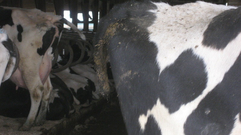 Petition · Vermont Senate Ag Committee: Support S. 109--ban the docking ...