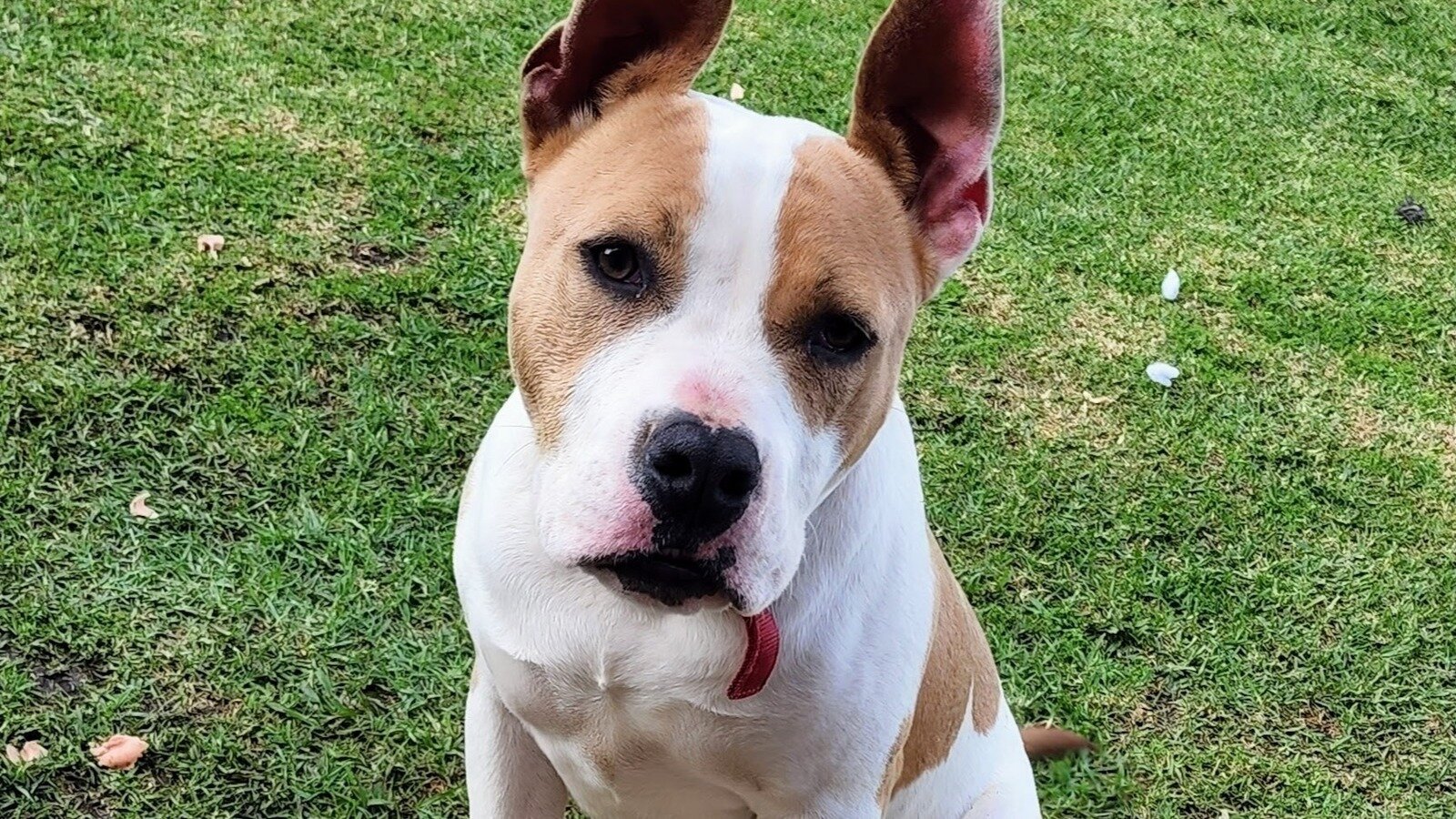 Petition · Restrain Nuisance Dogs in Short Street, Inverell NSW ...