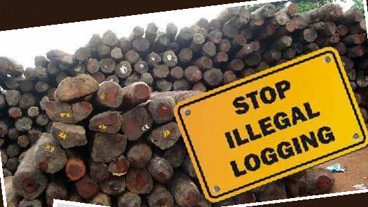 Petition · Say No to Illegal Logging · Change.org