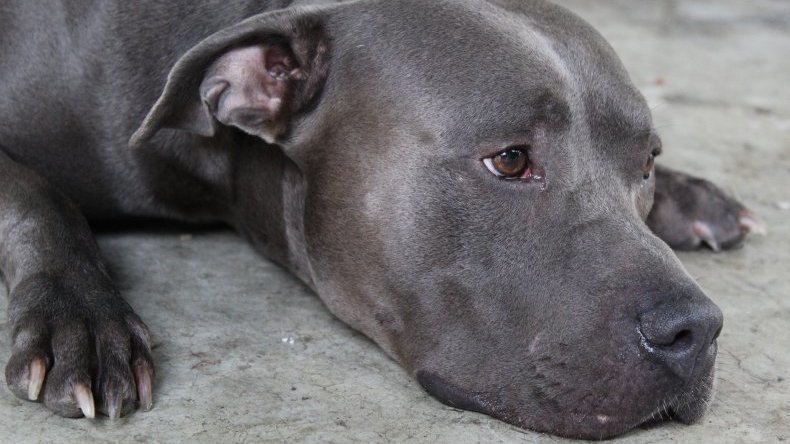 Petition · Equal Opportunity for Adoptions Needed at Mpls Animal Care ...