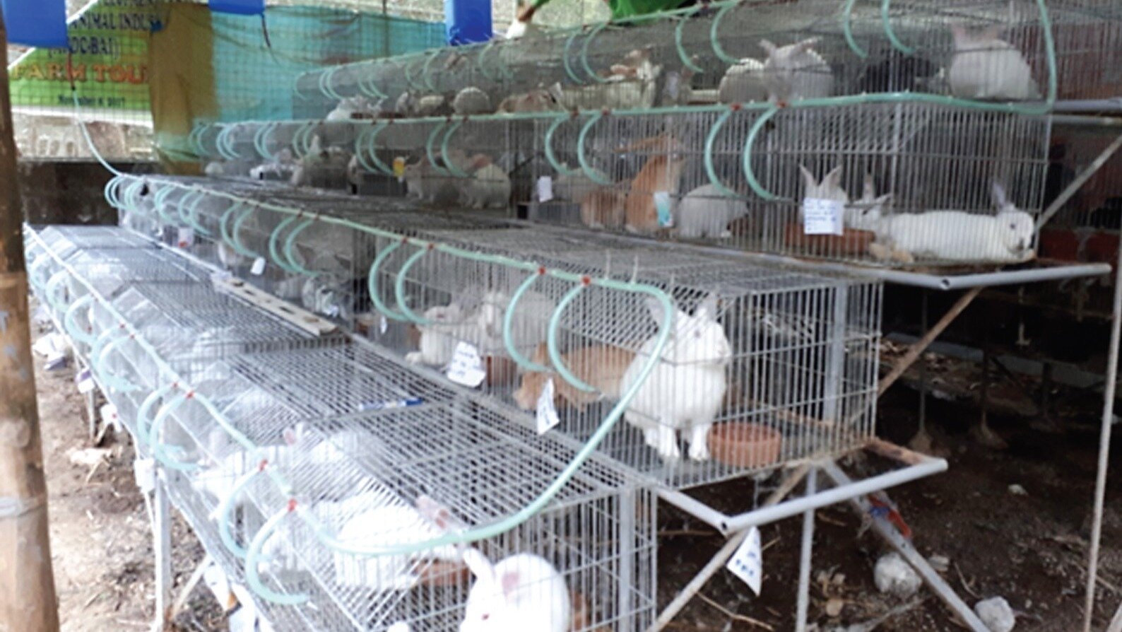 Petition · No to Rabbit Abattoirs – Protect All Rabbits from the Meat ...