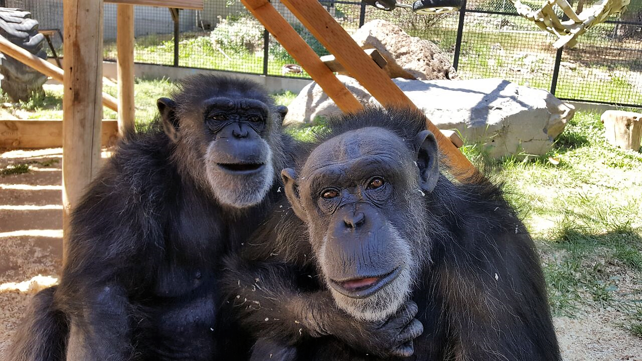 Petition · Keep the chimpanzees home in Bend, Oregon. - United States ...