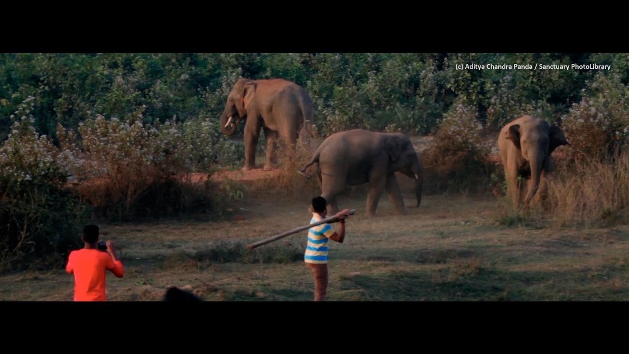 Petition · Save the Refuge Elephants in Athgarh, Odisha. - India ...