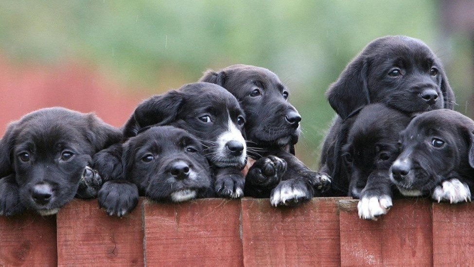 Petition · Stop over breeding of dogs! - United Kingdom · Change.org