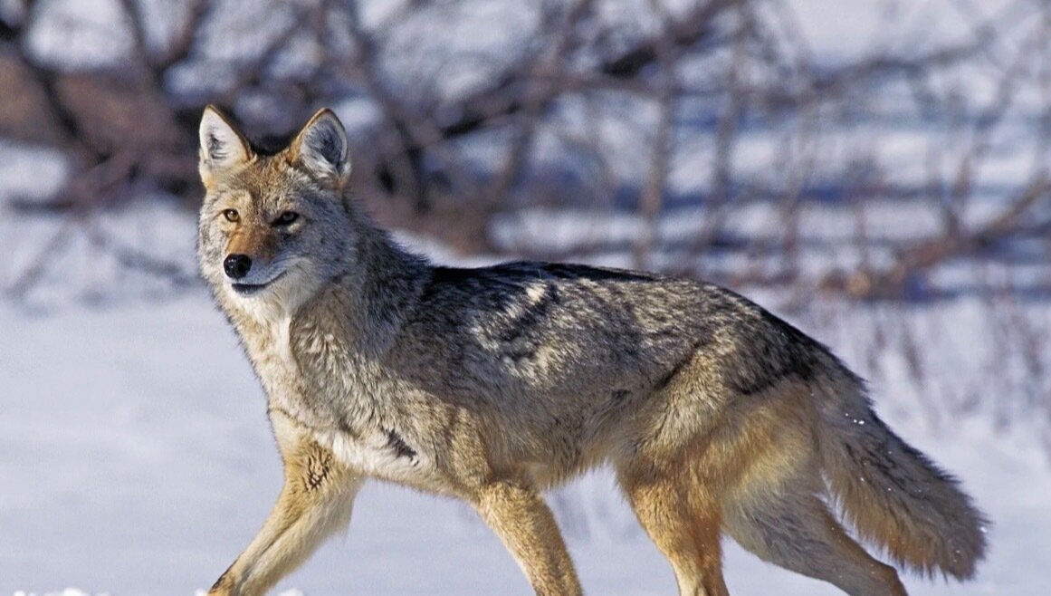Petition · Implement Open Trapping to Control Coyote Population in ...