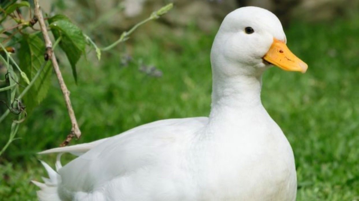 Petition · Get Cody a pet duck - United States · Change.org