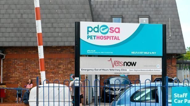 Petition · PDSA & Vets Now Kills Pet for an App, to save time and money ...