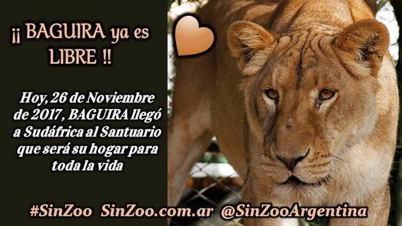 Petition update · Baguira ya es LIBRE.!!! · Change.org