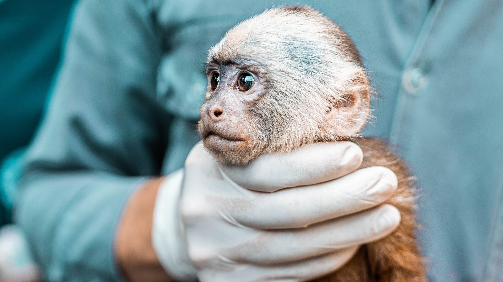 Topic · Experimentación animal · Change.org