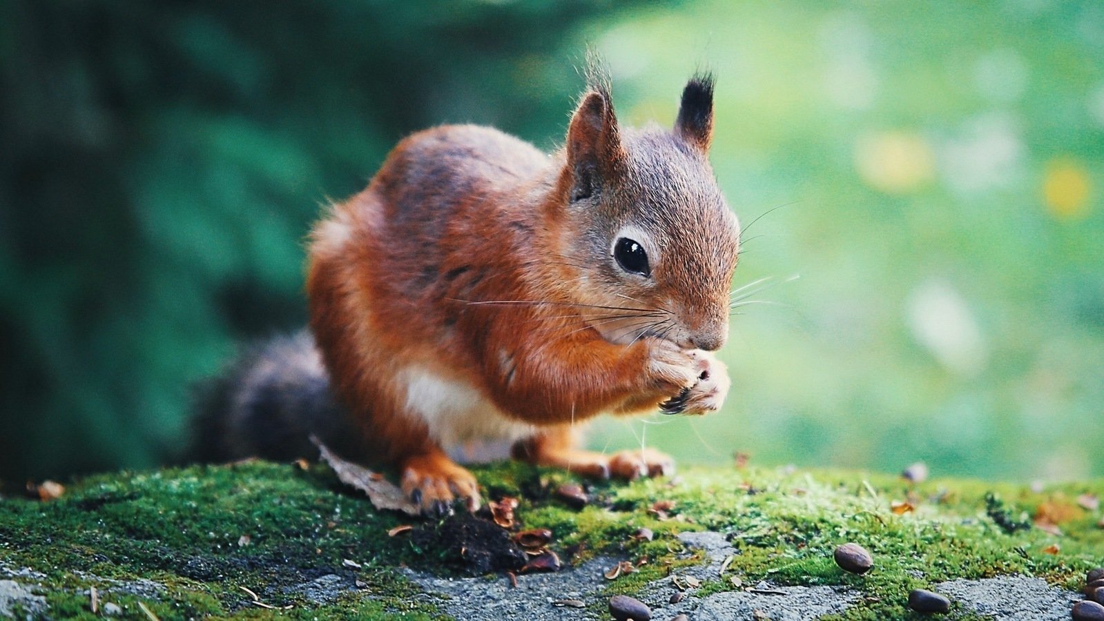 Petition · Save our red squirrels - United Kingdom · Change.org
