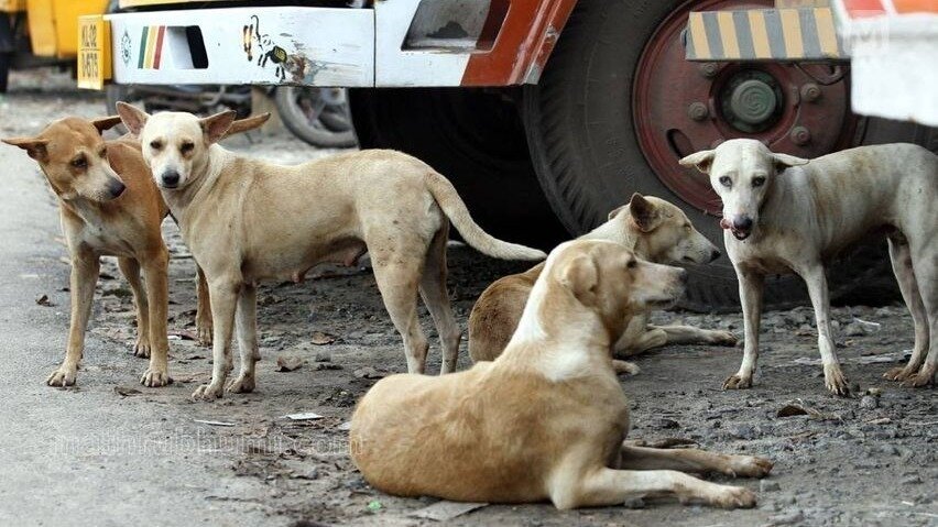 Petition · End the abuse and killing of stray animals - Philippines · Change.org