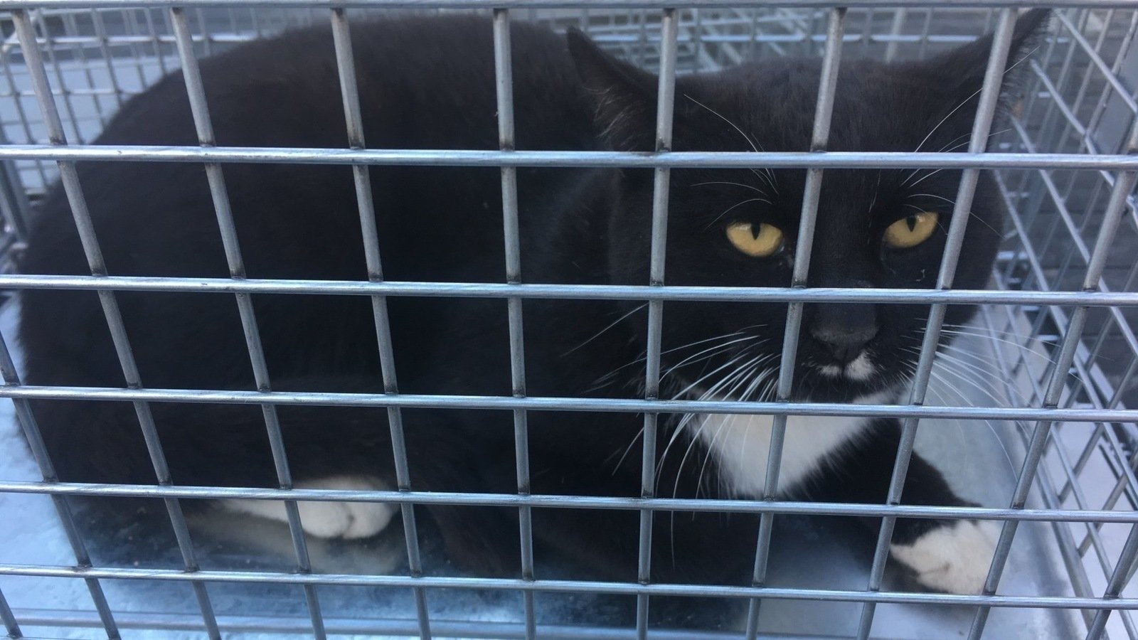 Petition update · Our cats are family · Change.org · Change.org