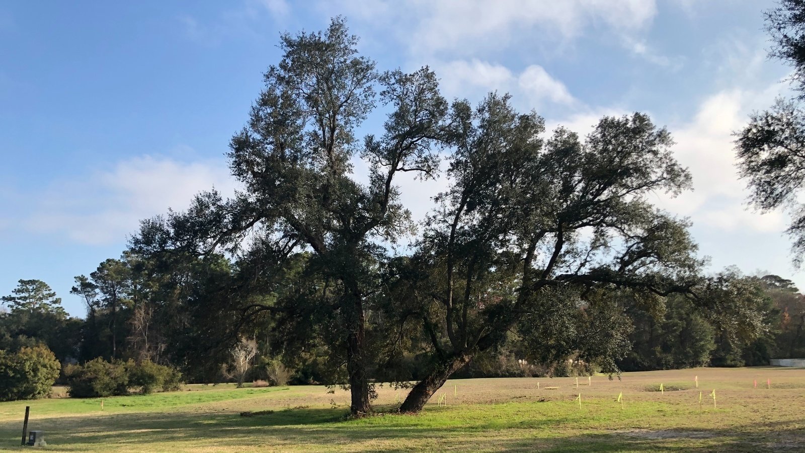 Petition · Save the Live Oak Trees at Navigator and Pebble Shore in The ...