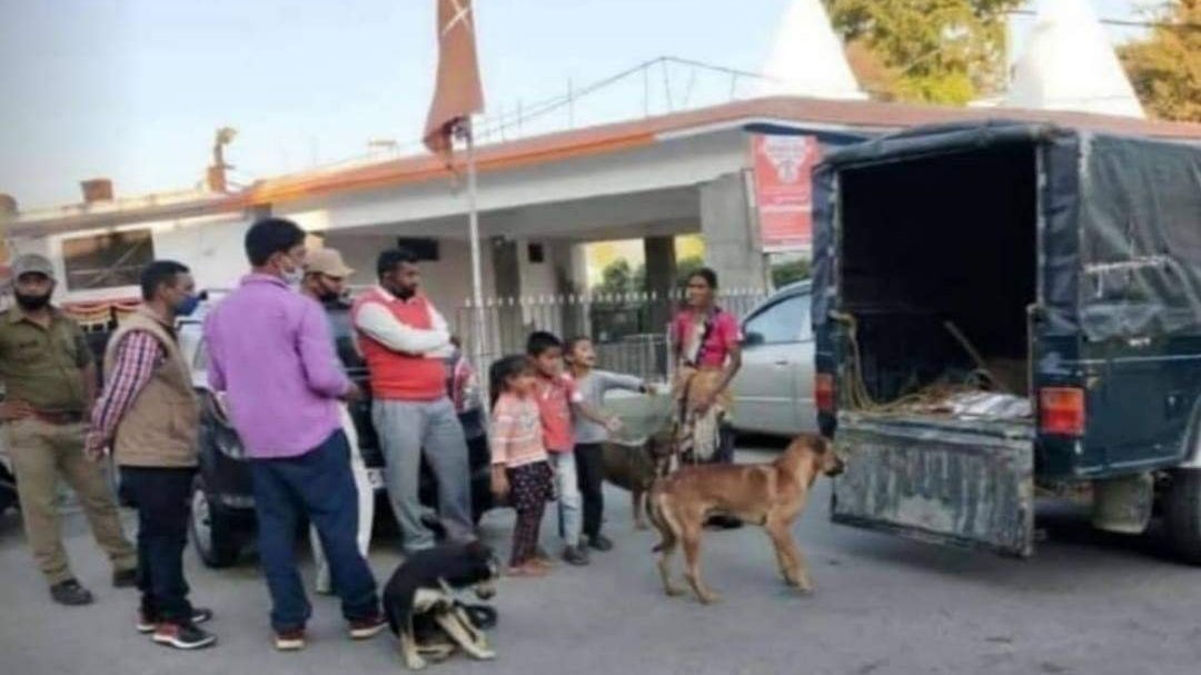 Petition update · Cruelty and killing of dogs continue in India ...