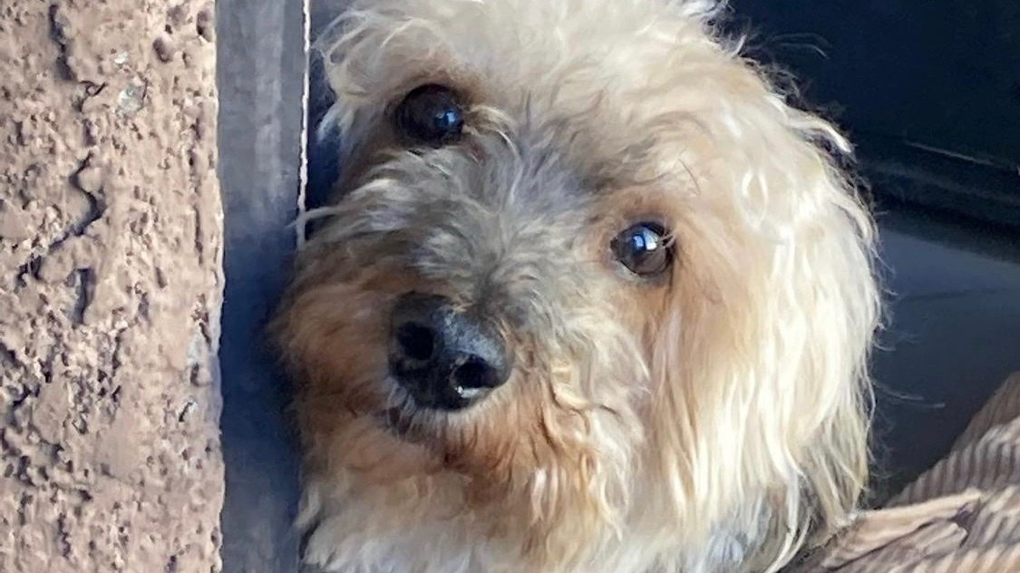 Petition · stop calling boomer a crusty white dog - United States ...