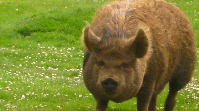 Petition · Change Kyan Leahy's Name to 'Sweaty Hog' - United States ...