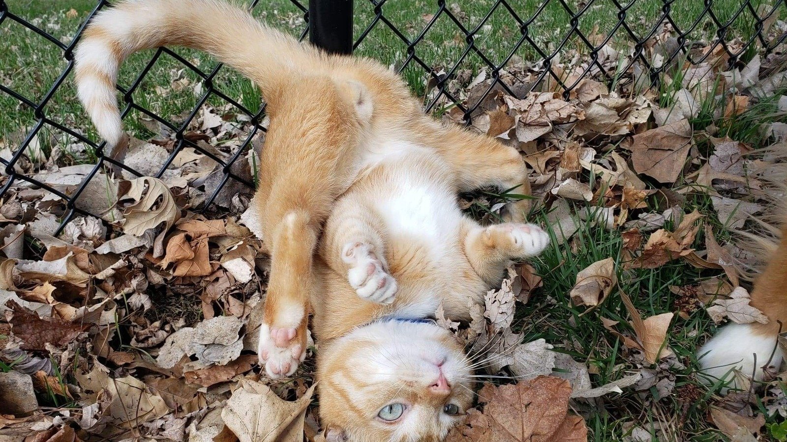 Petition · Change Braxton's name to Sir Braxton Hamilton, Duke of ...