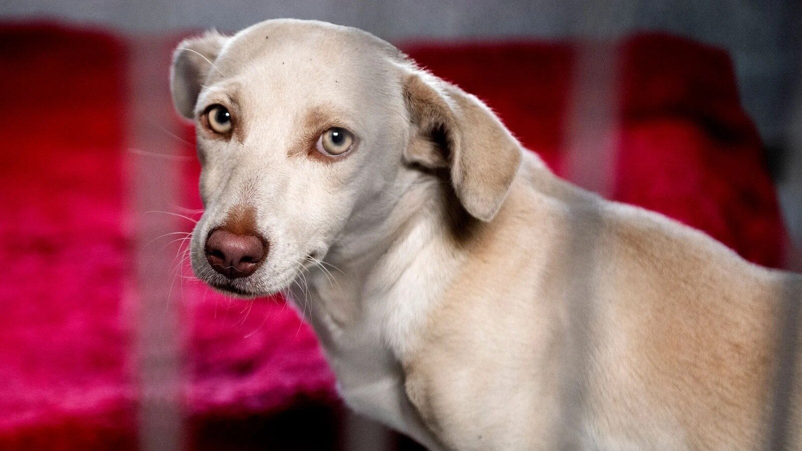 Petition · Provide Air Conditioning and Heating for Melbourne Animal ...