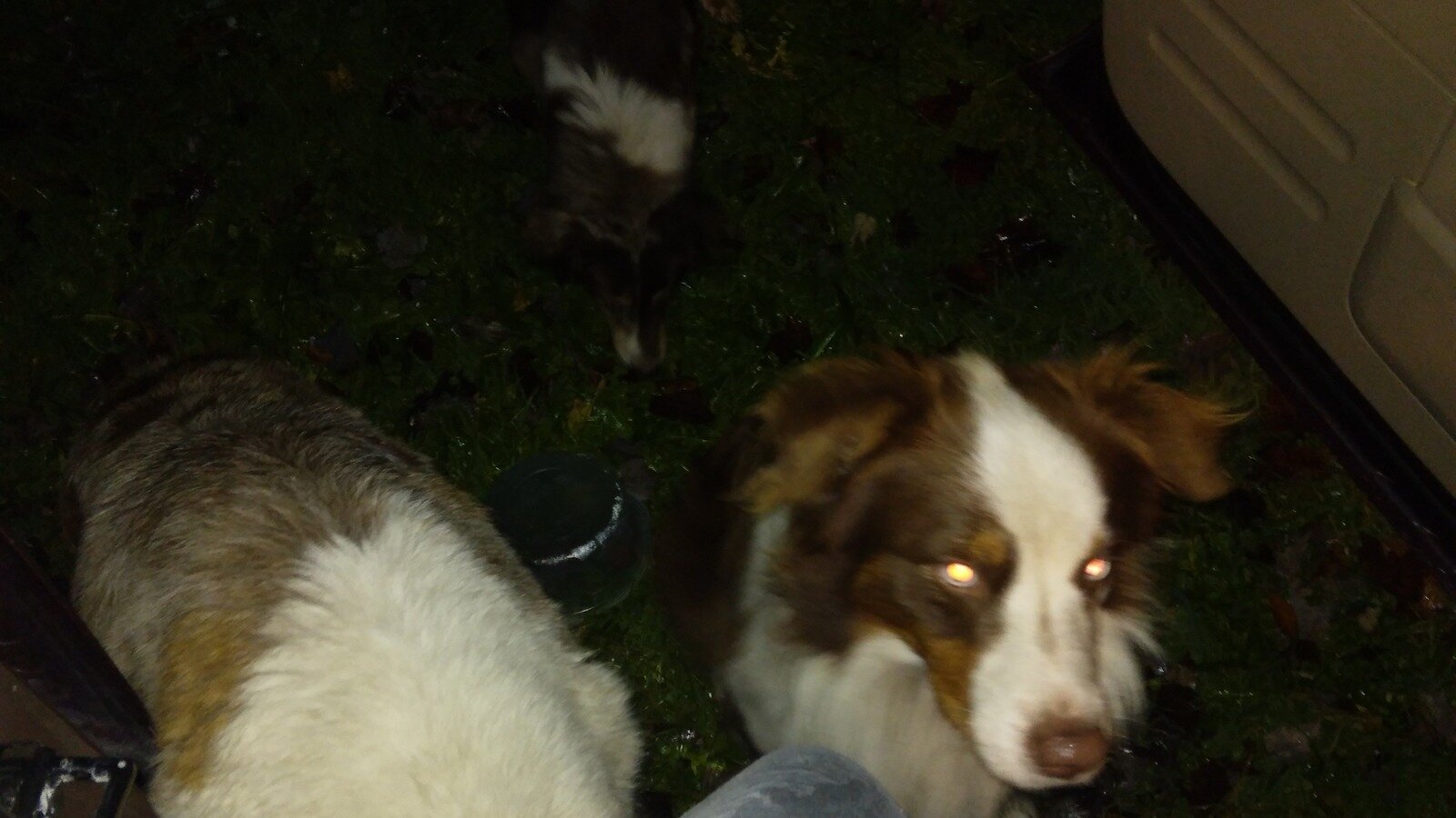 Petition · Dismiss Clayton Conover from His Position as Dog Warden ...